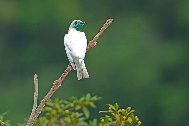 G1 - Para o ano-novo, galeria do Terra da Gente traz aves, plantas e ...