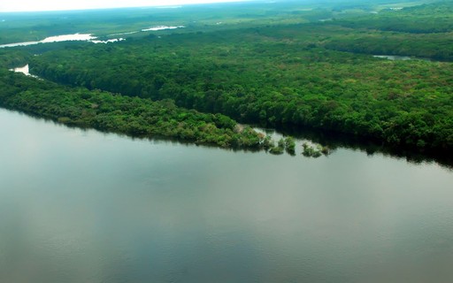 Exploração de ipê aumenta 117% em 12 anos na Amazônia, aponta estudo ...