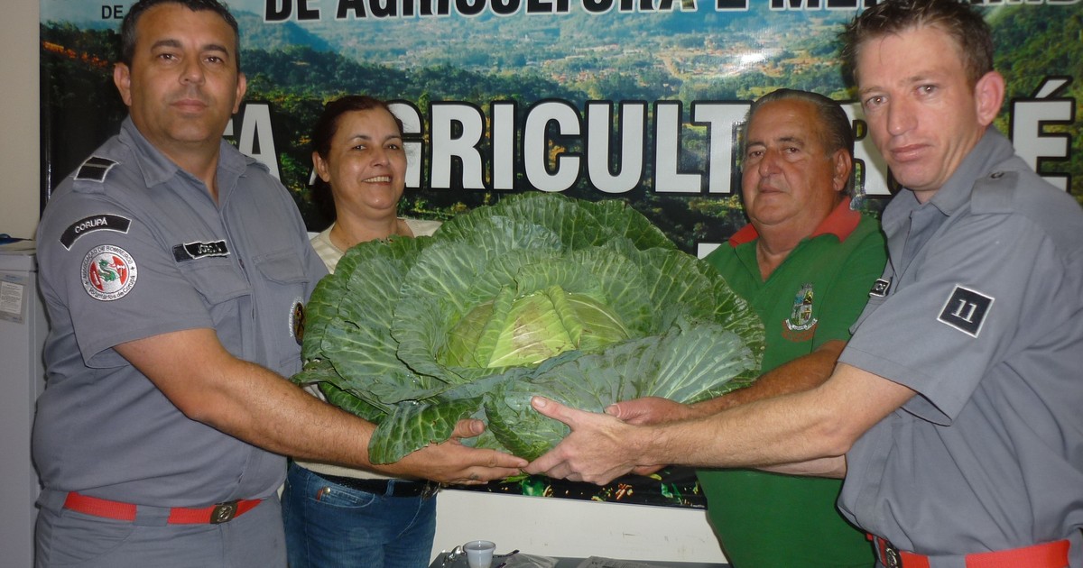 G1 - Repolho gigante é colhido em Corupá, no Norte de Santa Catarina ...