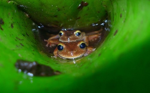 Girinos de espécie brasileira desenvolveram tática inédita para ...