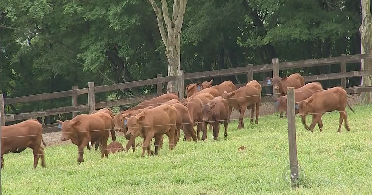 G1 - Senepol completa 15 anos no Brasil: 'Melhor gado brasileiro', diz ...