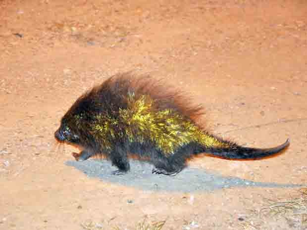 G1 - Moradores encontram ouriço-cacheiro em Guaçuí, no ES - notícias em ...