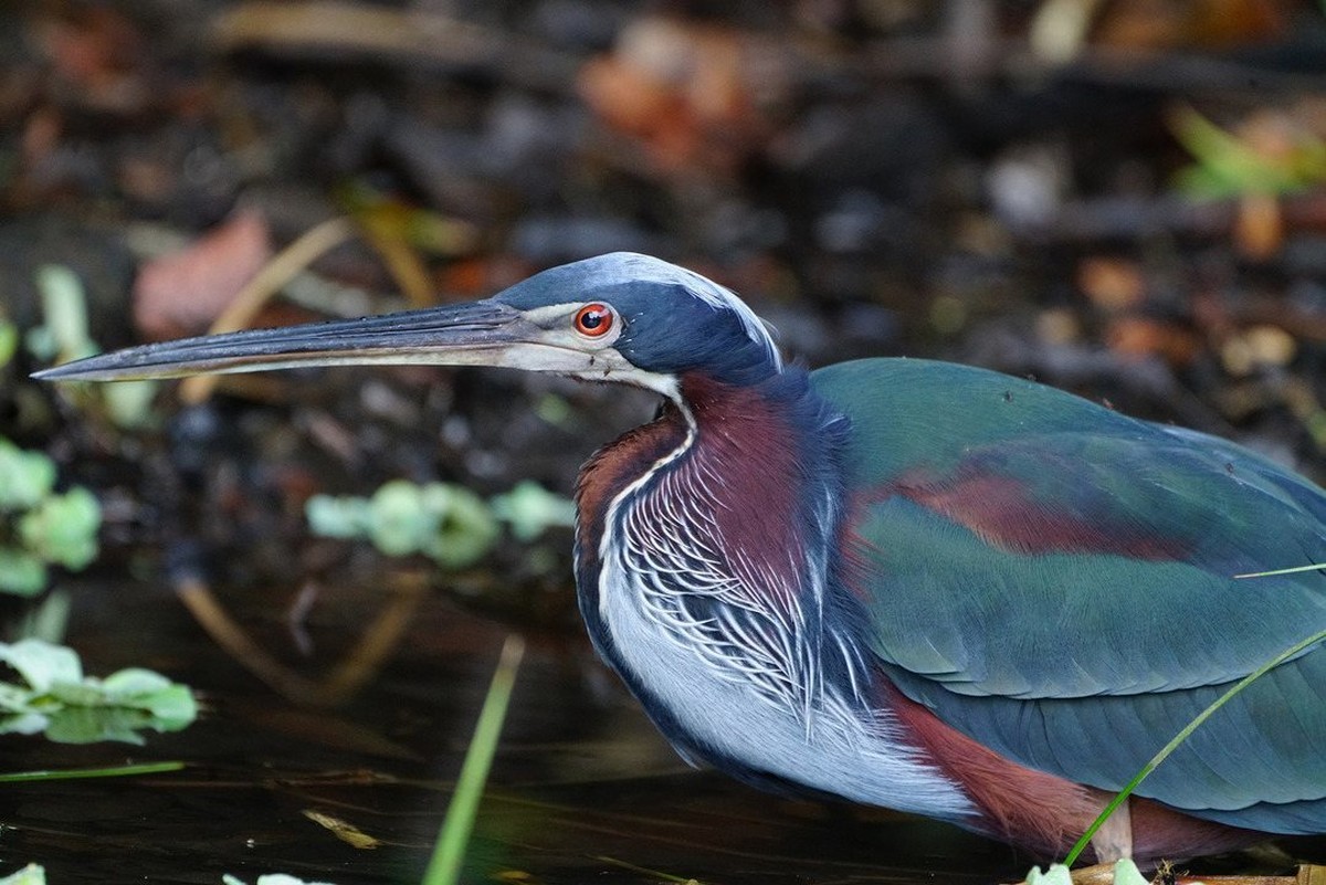 Garça-da-mata é uma das aves mais bonitas da família | Fauna | G1