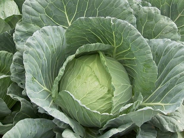 G1 - Nosso Campo mostra detalhes sobre a versatilidade do repolho ...