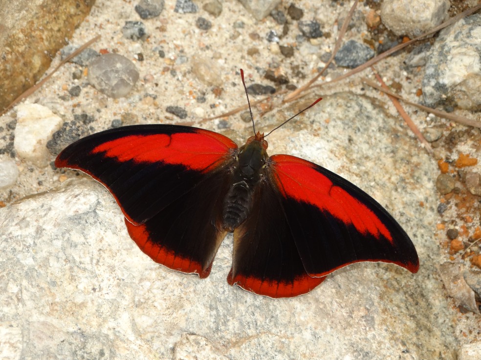 Um clique pode salvar as borboletas brasileiras | Terra da Gente | G1