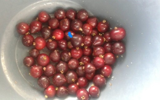 GR Responde: conheça a ubaia-rubi-da-amazônia - Revista Globo Rural ...