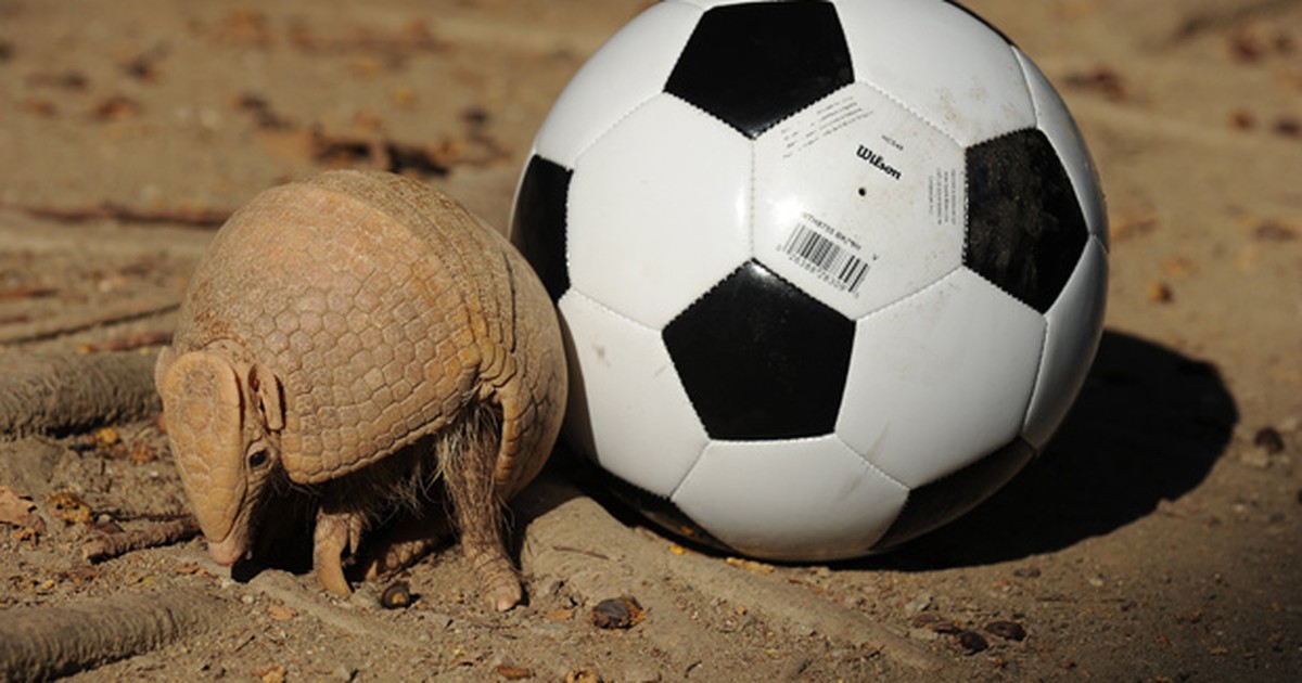 Natureza - Cientistas propõem campanha para salvar o tatu-bola, mascote ...