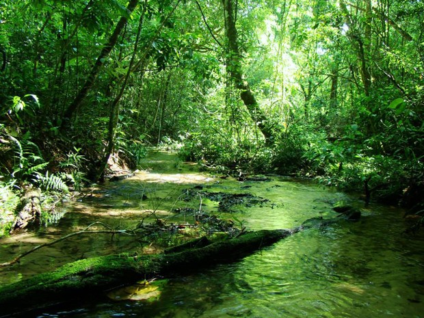 G1 - Parque Estadual do Morro do Diabo abre programação ambiental ...