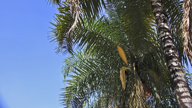 G1 - Guariroba - notícias em Flora