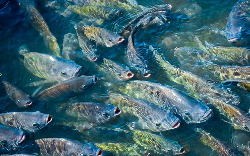 Como criar Panga, pescado com sabor agradável - Revista Globo Rural ...