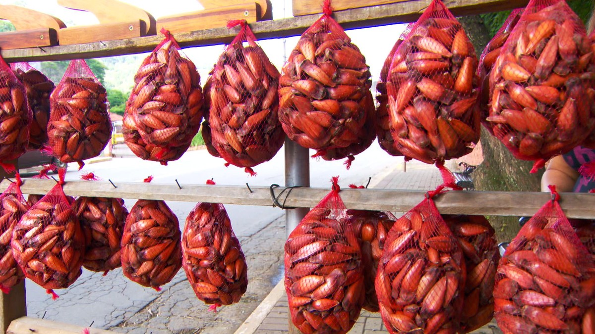 Colheita e venda de pinhão estão liberadas a partir de 1º de abril no ...