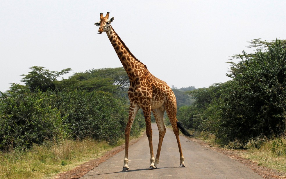 Girafas enfrentam risco de extinção após queda de 40% de população ...