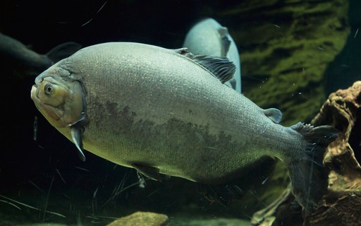 Como criar pirapitinga - Revista Globo Rural | Como criar