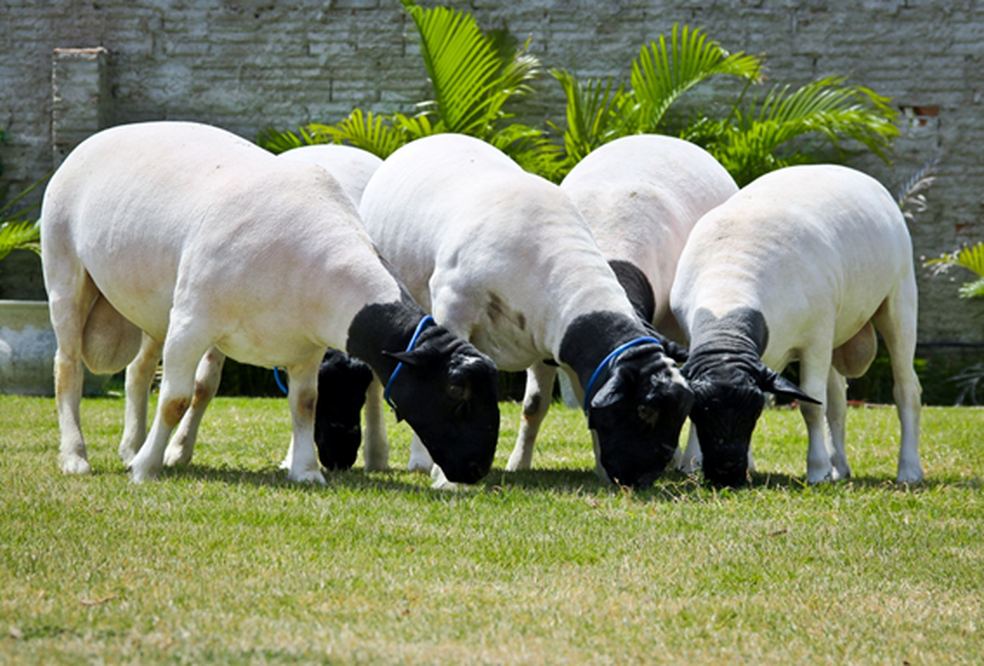 Entenda por que os ovinos Dorper ganharam o Brasil | MF Rural ...