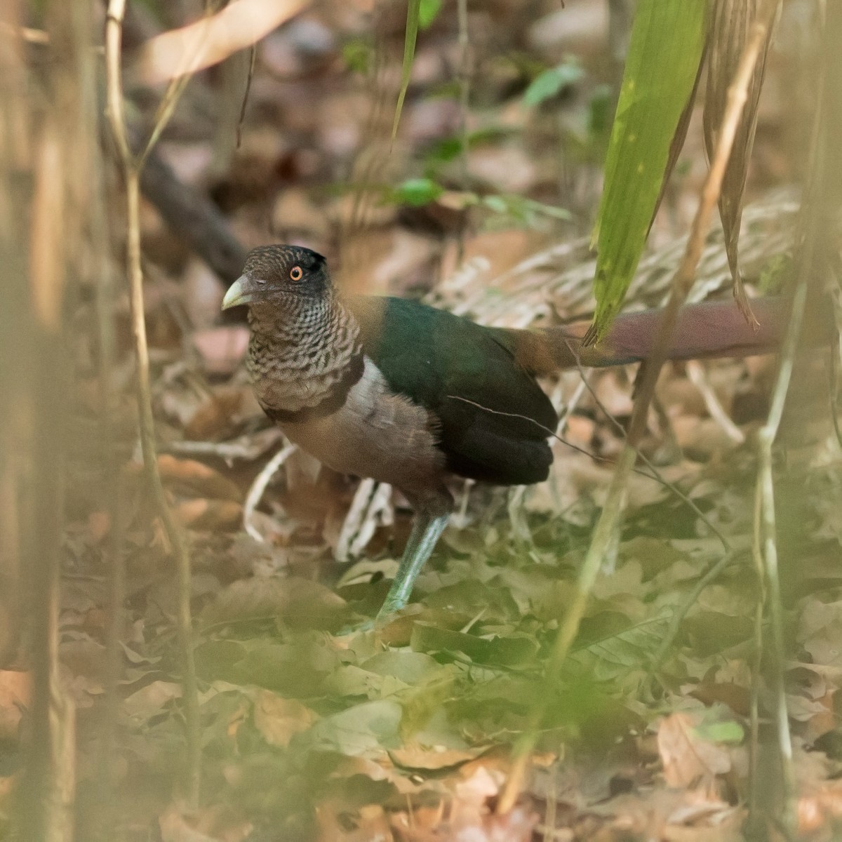 Encontro raro: Jacu-estalo é registrado por observadores em Caxias (MA ...
