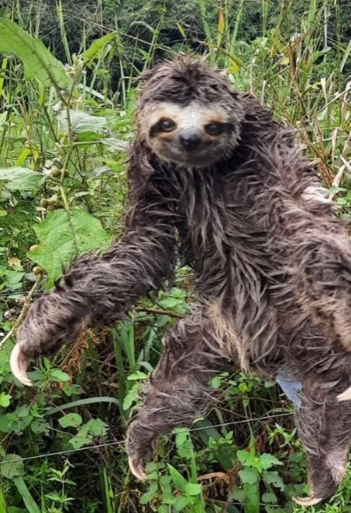 Bicho-preguiça fica pendurado em fio de alta tensão e é resgatado no ...