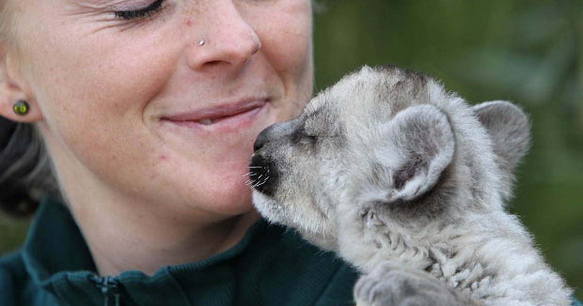 Natureza - Filhote de puma-branco é apresentado em zoológico da Grécia