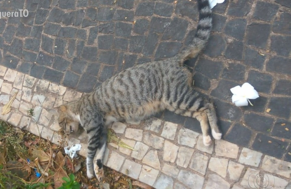 Mais de 50 gatos são encontrados mortos em um ano e moradores suspeitam ...