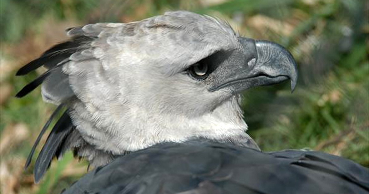 G1 - Harpia - notícias em Fauna