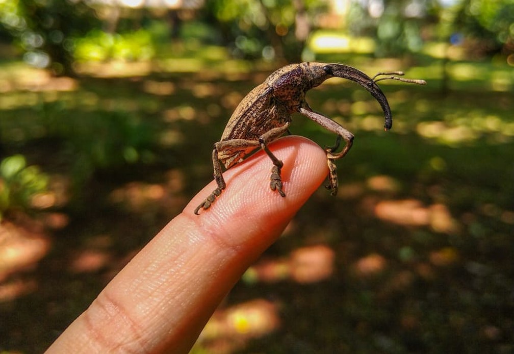 Inseto curioso inspira mecânico de manutenção a observar a natureza ...