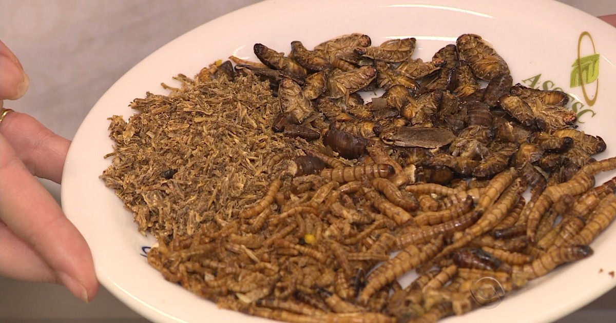 G1 - Estudantes de Gastronomia preparam pratos à base de insetos ...