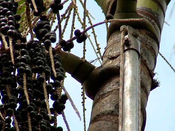 Rede Globo > como será? - Grandes ideias, pequenas invenções: apanhador ...