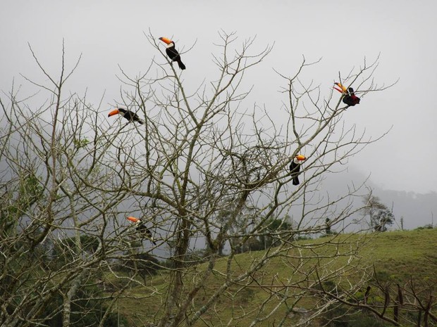G1 - Tucanos 'visitam' Centro de Rio Claro, no Sul do Rio - notícias em ...
