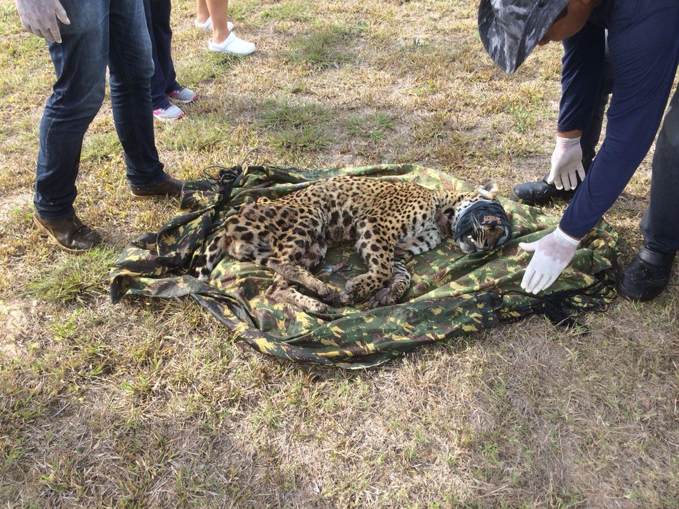 Nova chance: onça se recupera após ser resgatada com 35 quilos | Terra ...