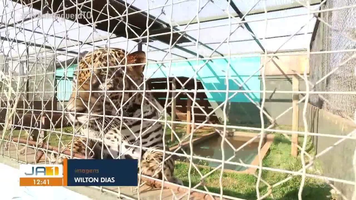 Animais silvestres feridos em queimadas se recuperam no Centro de Fauna ...