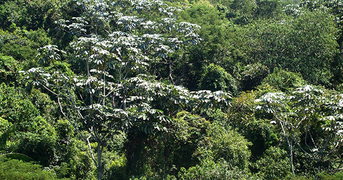 G1 - Embaúba-prateada se destaca na mata e é usada no paisagismo ...