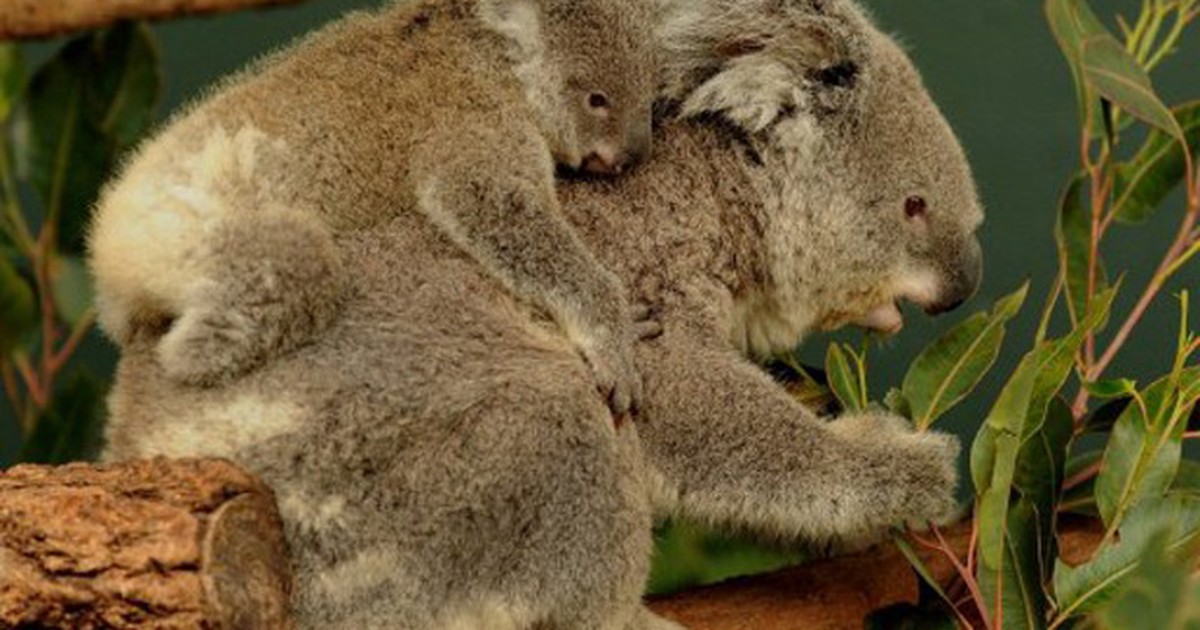 Natureza - Zoológico australiano apresenta filhote de coala
