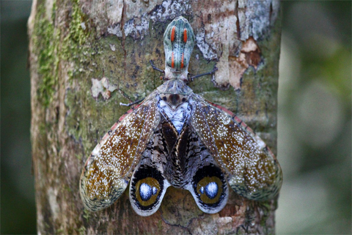 Jequitiranaboia é conhecida como cobra-voadora e ocorre em grande parte ...