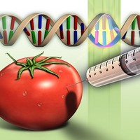 Alimentos transgênicos | Blog Nutrição Prática da Rede Globo