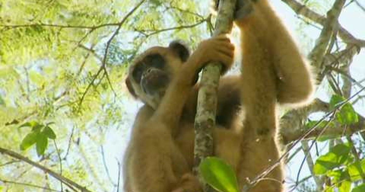 Globo Repórter - Maior primata das Américas é brasileiro e sofre com a ...