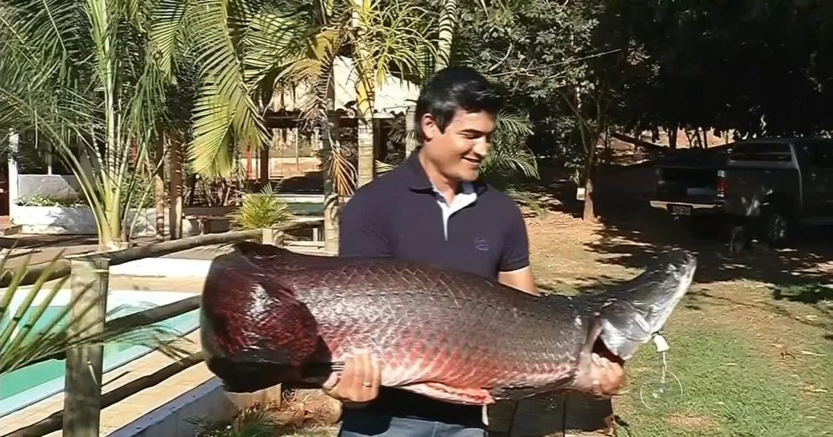 G1 - Típico da Amazônia, peixe 'gigante' é fisgado no rio Grande, em ...