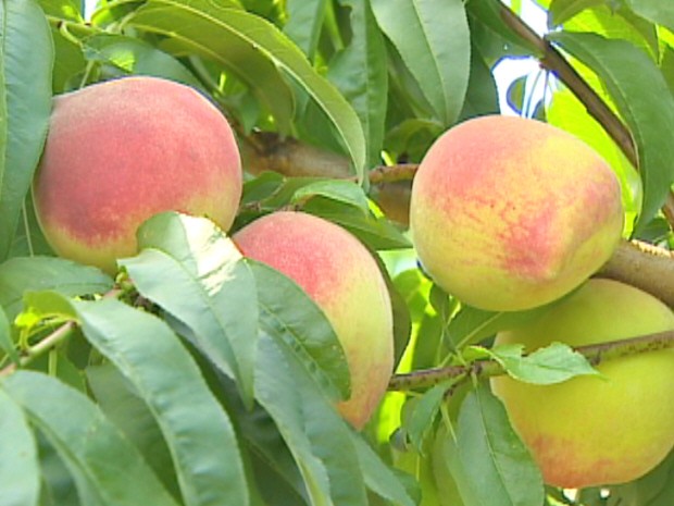 G1 - Pêssego 'gigante' é lançado pela Embrapa em Atibaia, SP - notícias ...