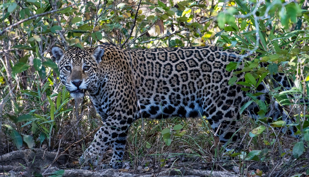 Onça e outros animais tornam expedição ao Pantanal emocionante para ...