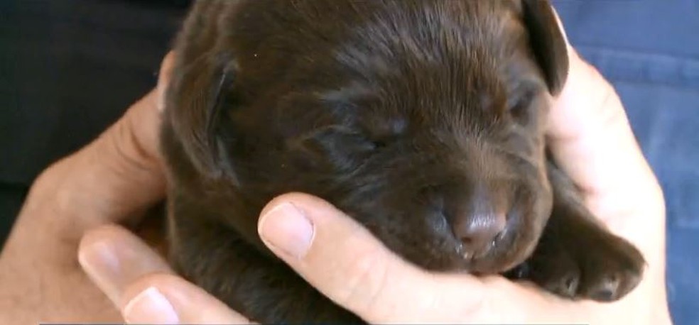 Filhote de labrador é o primeiro cão treinado pelos bombeiros de ...
