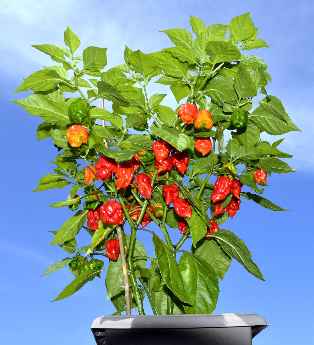 Pimenta mais ardida do mundo se chama Carolina Reaper e foi criada por ...