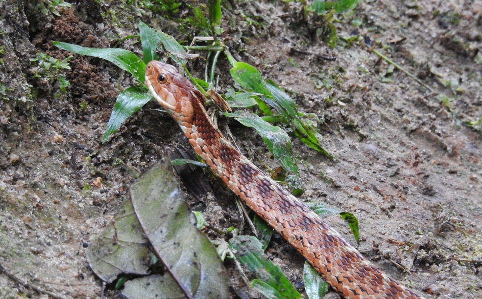 Cobra-espada tem habilidade em achatar o corpo no solo | Fauna | G1