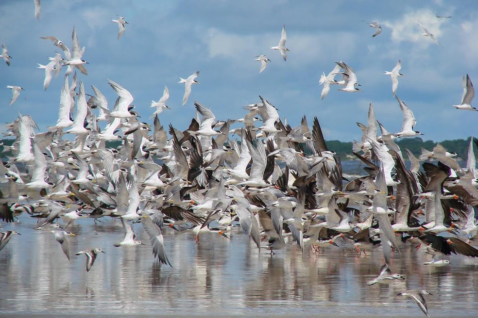 Crônica especial traz reflexões sobre a migração das aves | Especiais | G1
