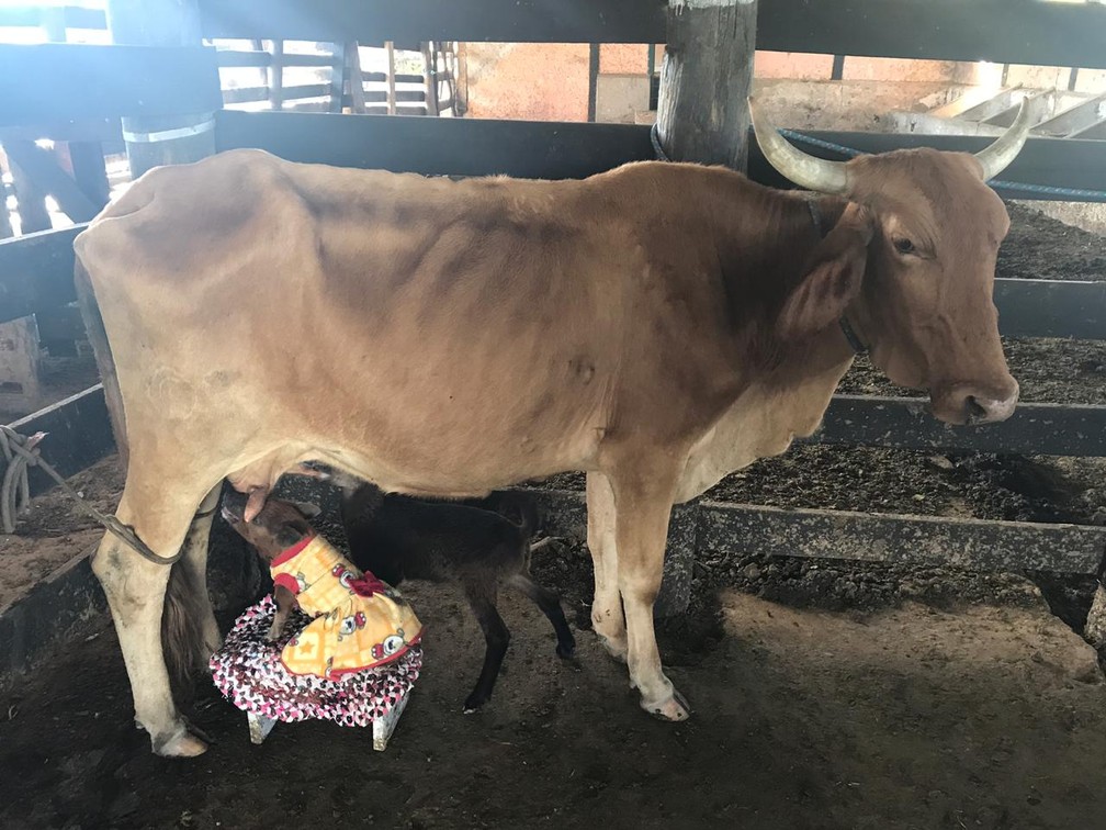 'Estavam passando fome', diz dona de vaca que amamenta porca e cabrita ...