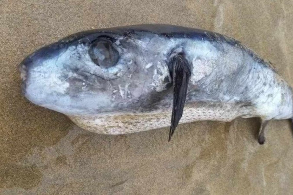 Mulher encontra baiacu extremamente venenoso em praia da Inglaterra ...