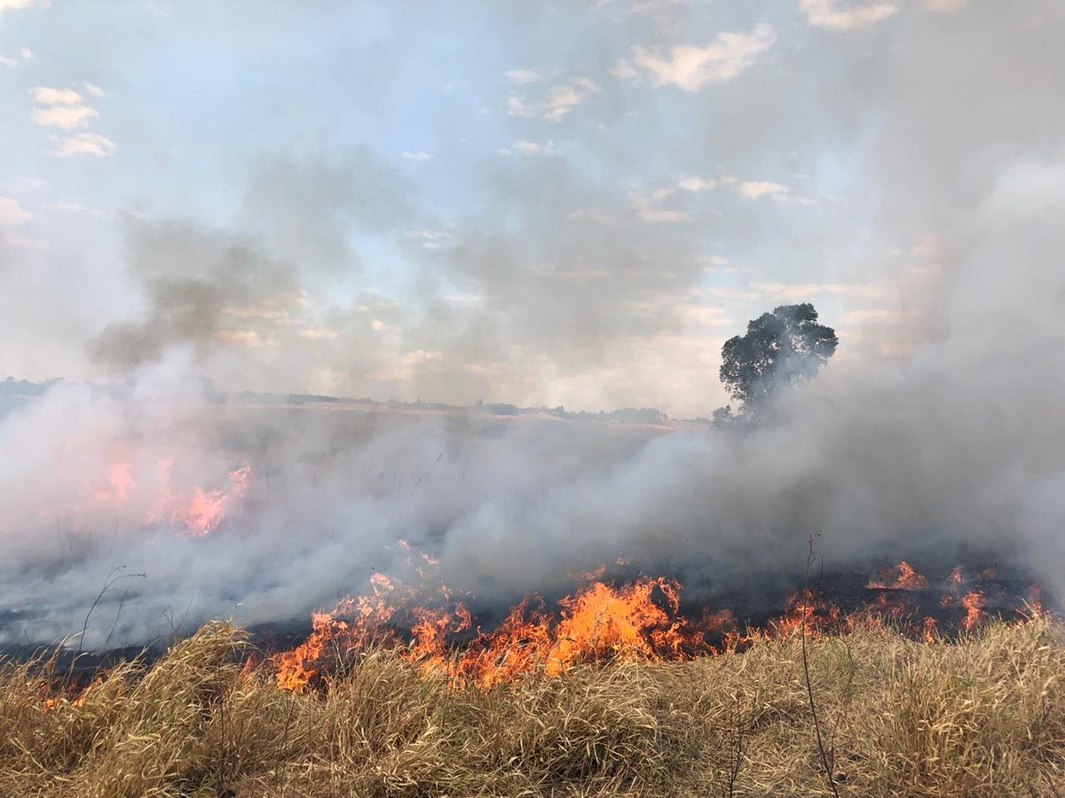Inscrições para brigadistas ambientais no DF começam nesta segunda ...