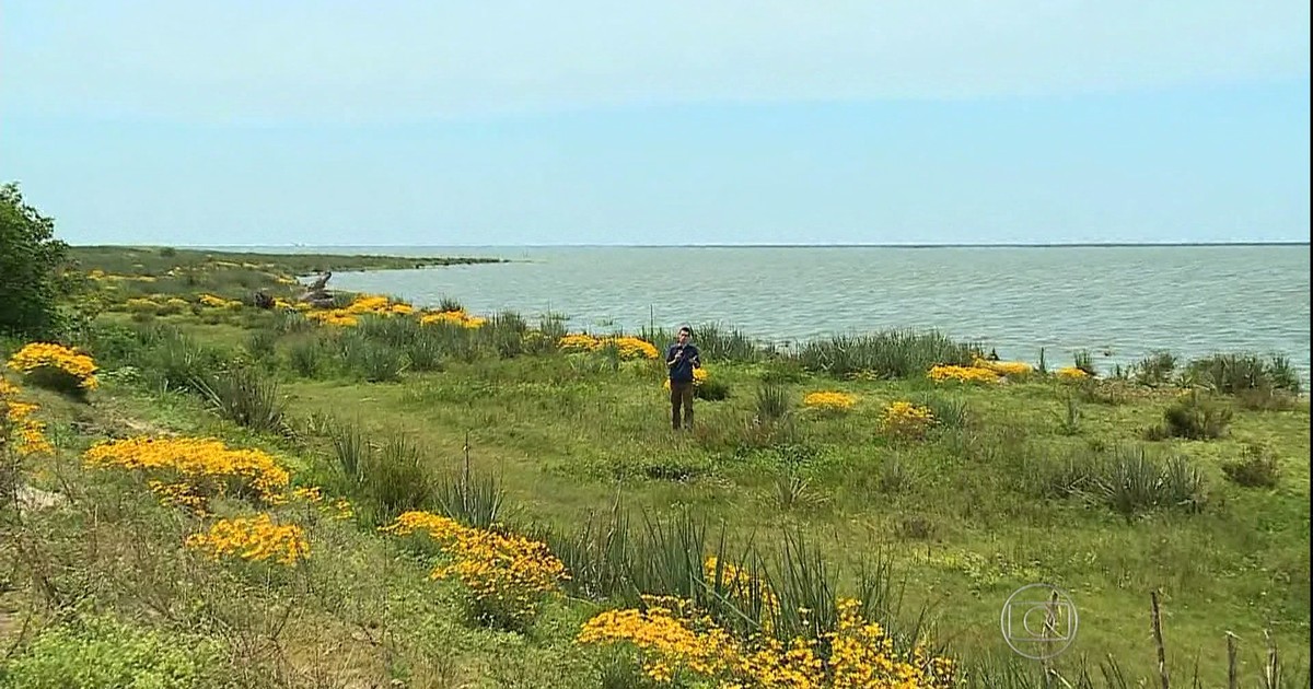 G1 - Estação Ecológica do Taim, no RS, vive a beleza da reprodução das ...