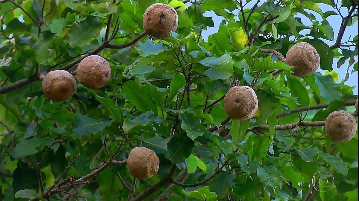 Produção comercial de castanhas na Amazônia ajuda na recuperação de ...