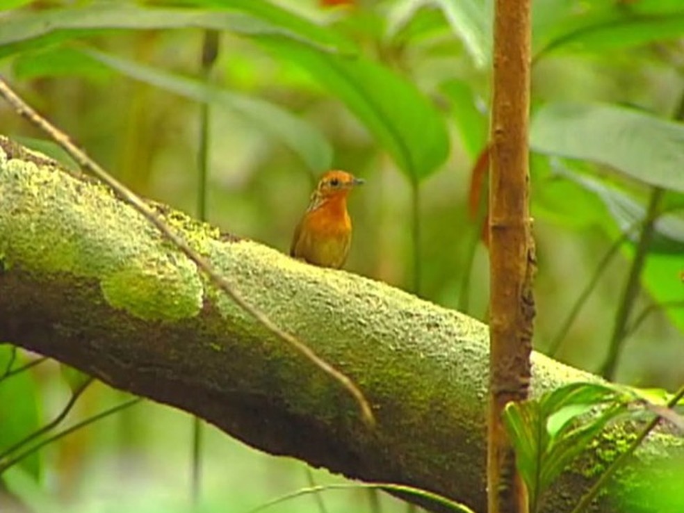 No Dia da Amazônia, Terra da Gente relembra aventuras na maior reserva ...