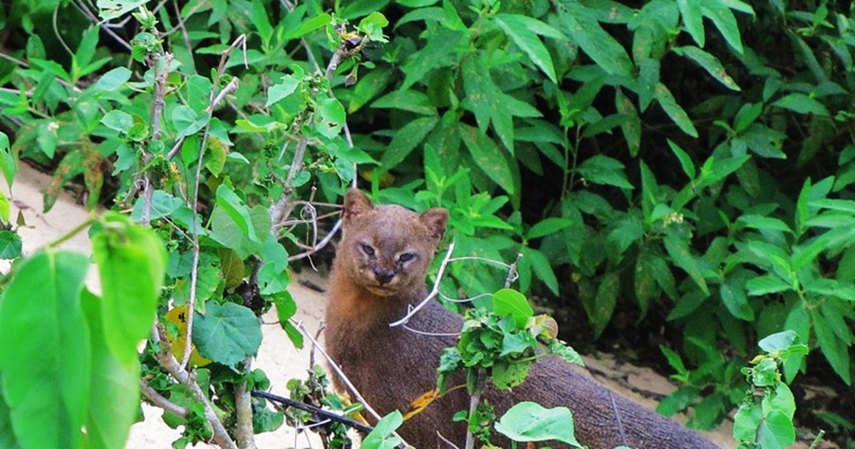 G1 - Gato-mourisco é fotografado pela primeira vez no ES - notícias em ...
