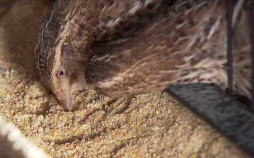 Como criar codornas - Revista Globo Rural | Como criar