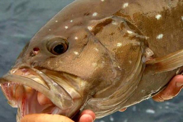 G1 - Cherne - notícias em Fauna